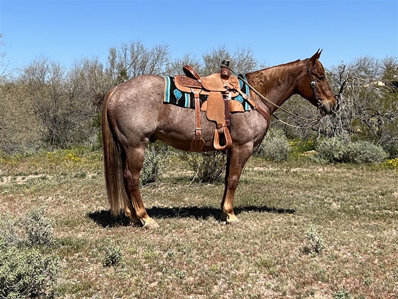 Sale Barn – Peterson Performance Horses