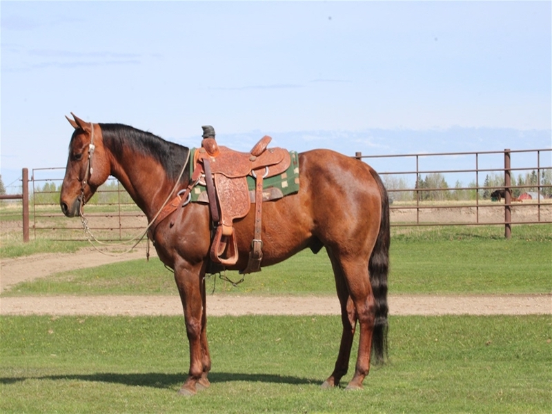 Sold Horses – Peterson Performance Horses