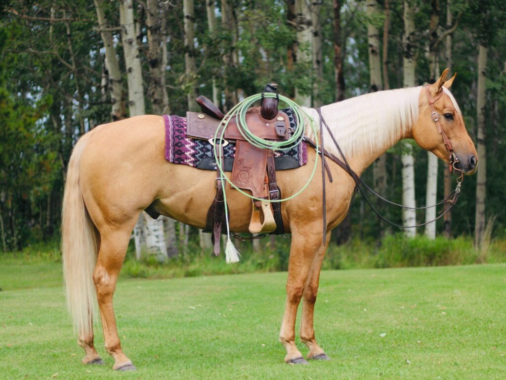 Sale Barn – Peterson Performance Horses