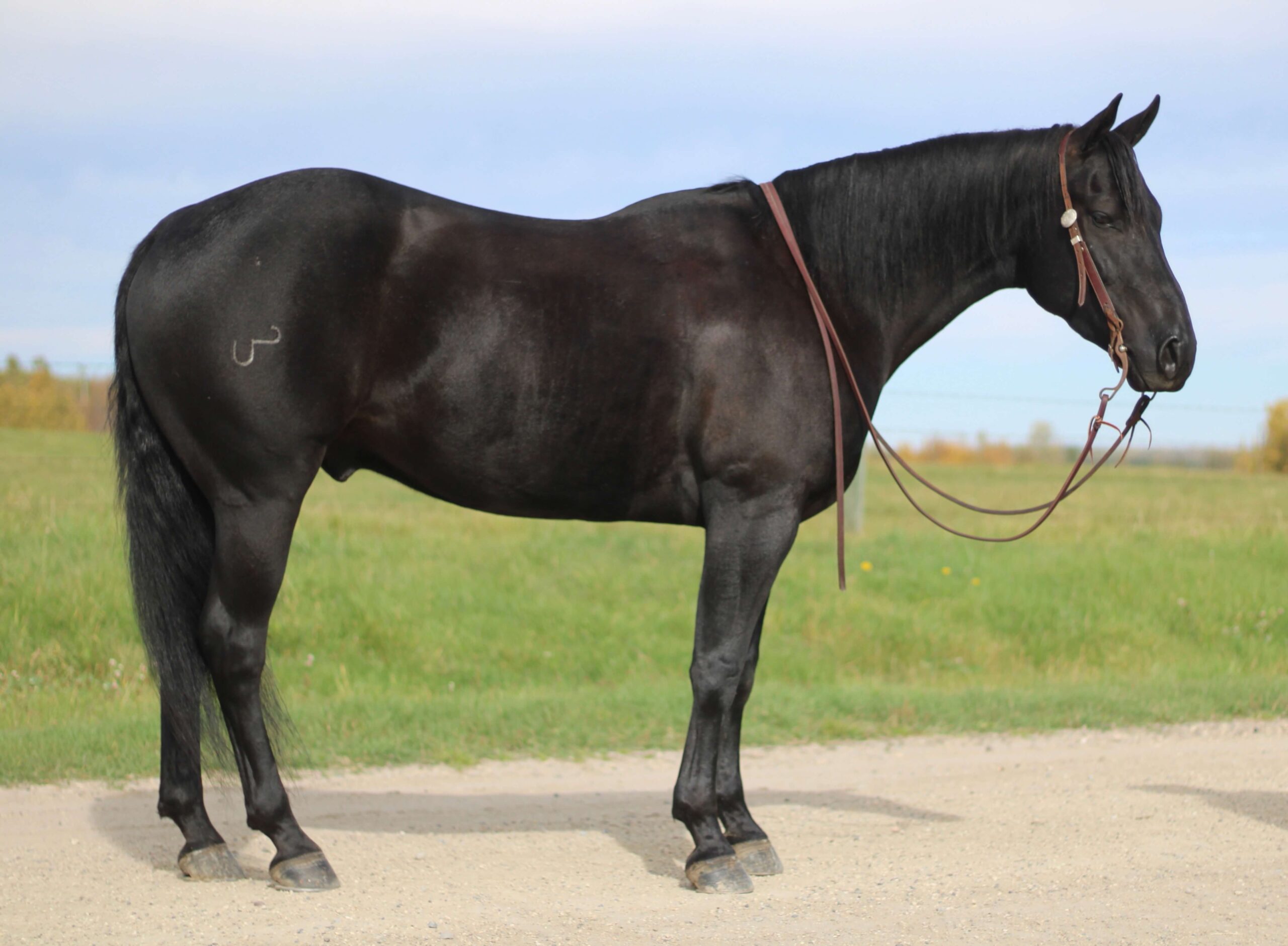Oak N Silver Prom – Peterson Performance Horses