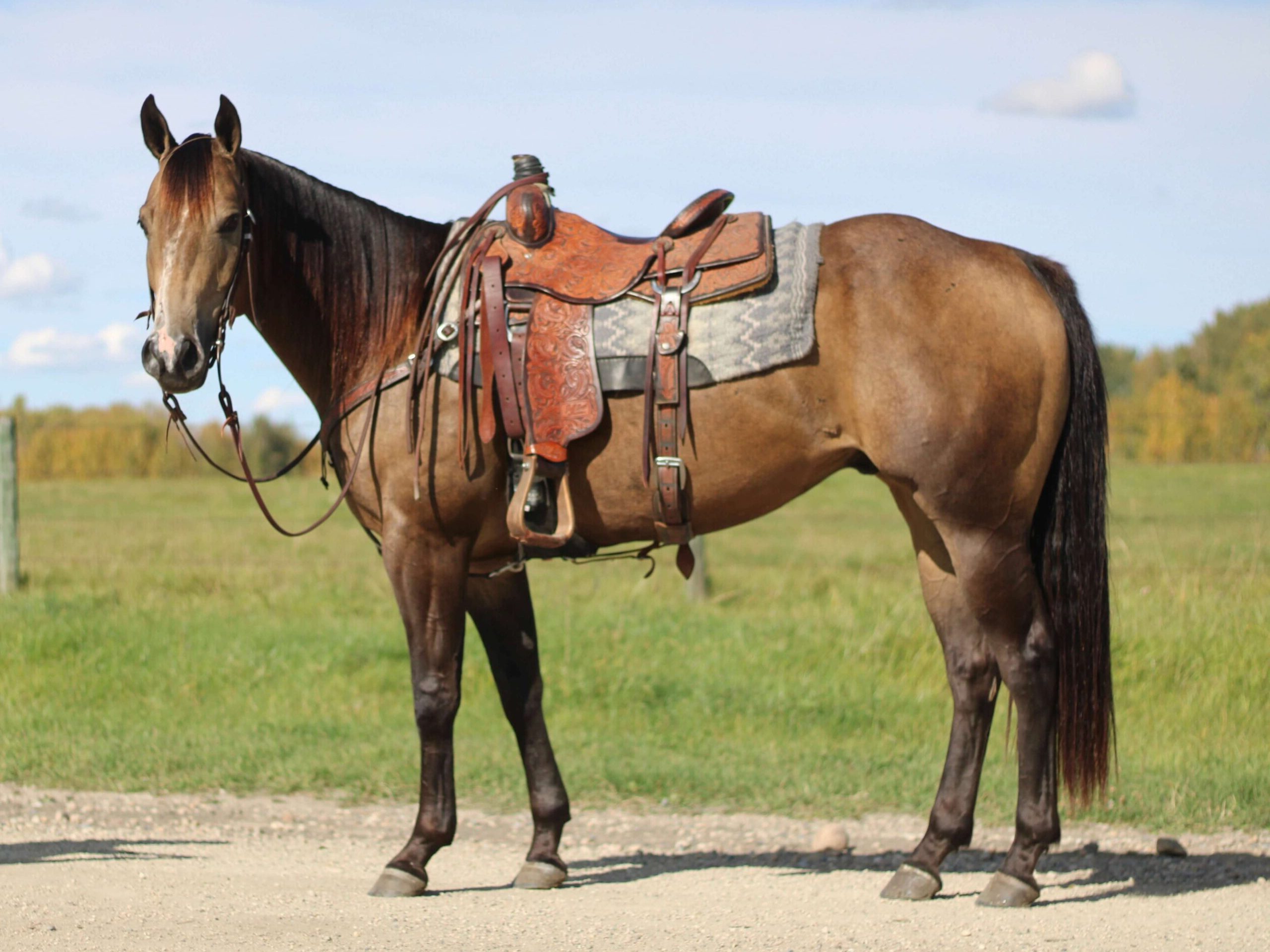 Sale Barn – Peterson Performance Horses