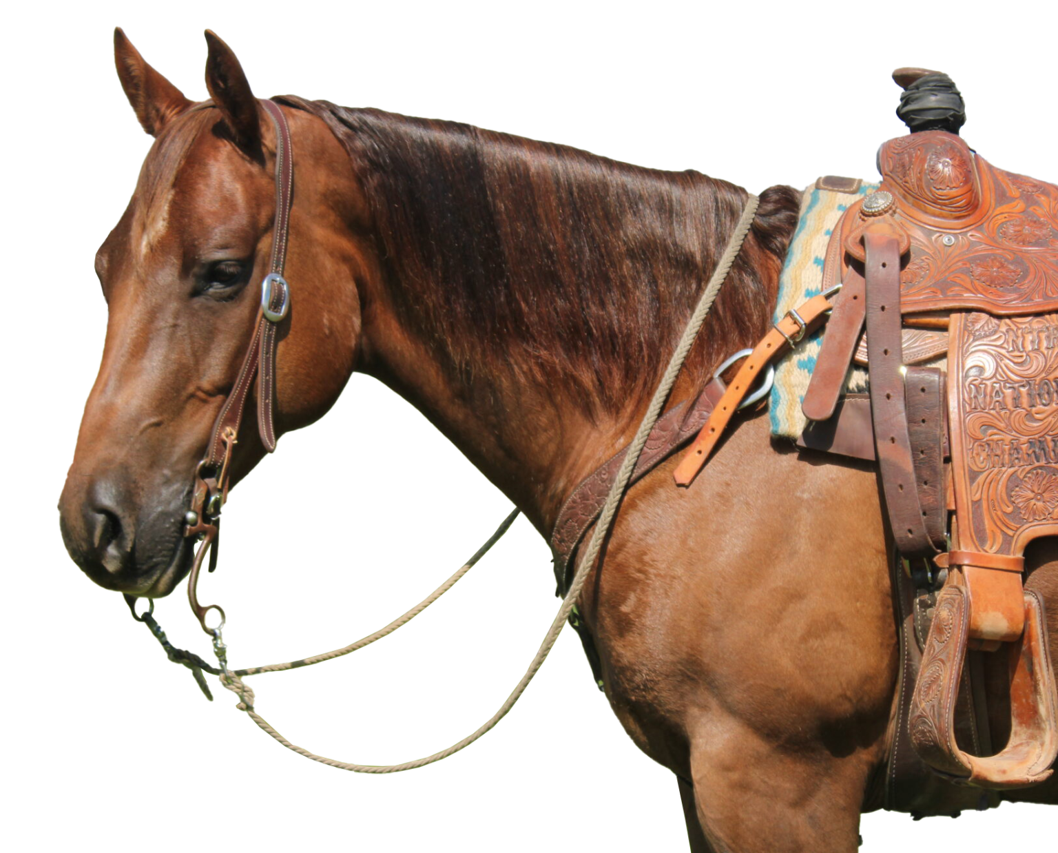 Peterson Performance Horses